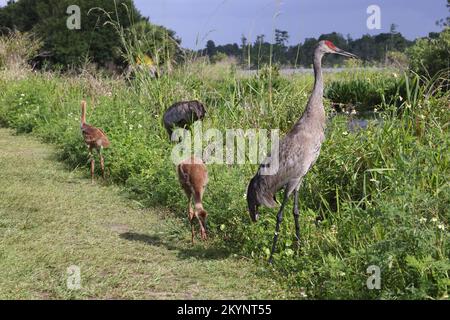 Sandhill Cranes with chicks looking for food, Circle B Bar Reserve ...
