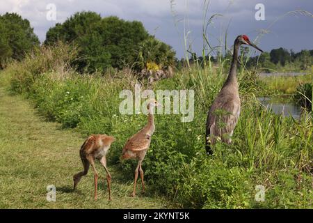 Sandhill Cranes with chicks looking for food, Circle B Bar Reserve ...