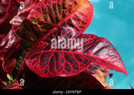 Fire Croton close up Stock Photo - Alamy