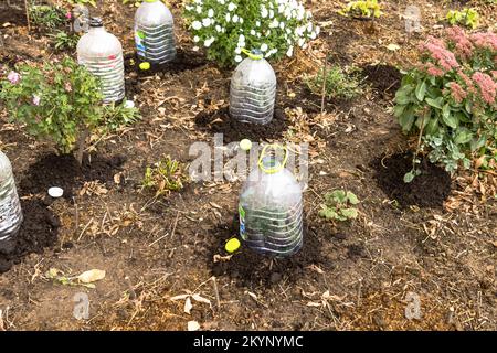 Recycling plastic bottle for garden roses winterization Stock Photo - Alamy