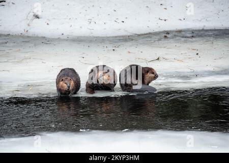 Three Canadian Beaver Family Members On The Ice In Spring Stock Photo ...