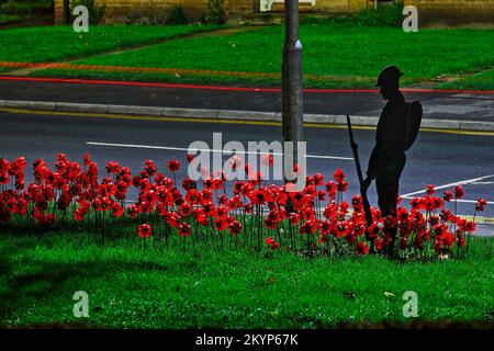 A remembrance day display featuring poppies and a Tommy soldier ...