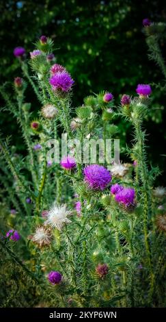 Broad Winged or Spiny Plumeless thistle plants, Carduus acanthoides ...