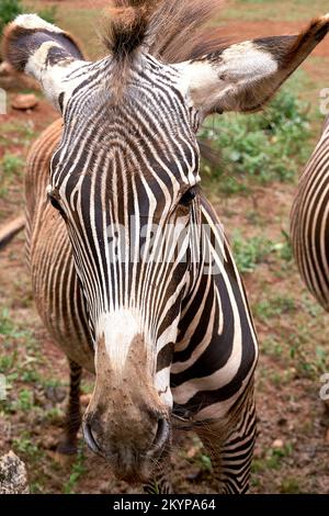 Detail of a zebra's head while eating. Detail, lines, black and white ...