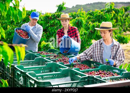 Gardeners sorting freshly harvested cherry at orchard Stock Photo - Alamy