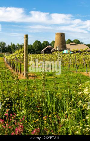 Nutbourne Vineyard, West Sussex, England Stock Photo - Alamy