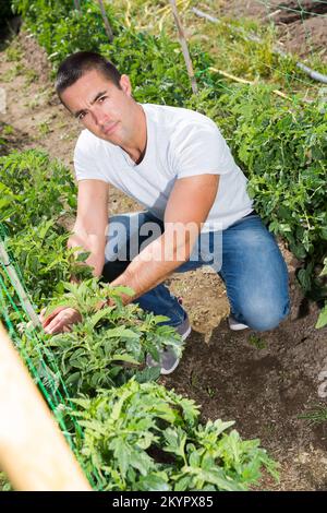 Male supervising growth of tomatoes plants in garden Stock Photo - Alamy