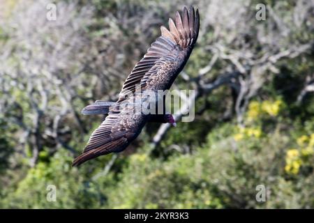 Scenes from Aransas National Wildlife Refuge Stock Photo - Alamy