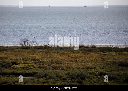 Scenes from Aransas National Wildlife Refuge Stock Photo - Alamy