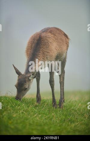 Rothirsch (Cervus elaphus) Hirschkuh bei Nebel in den Alpen, Herbst ...