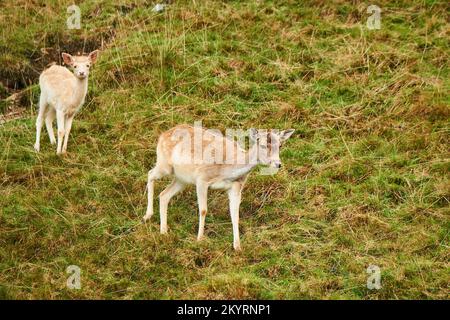Damhirsch (Dama dama) Hirschkuh in den Alpen, Herbst, Wildpark Aurach ...