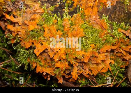 Orange-red crested fungus several orange fruiting bodies between green ...