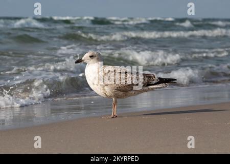 Seagull in the sea stands on a stone, rocky seashore Stock Photo - Alamy