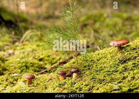 There are a lot of mushrooms lying in the forest on green moss. A lot ...