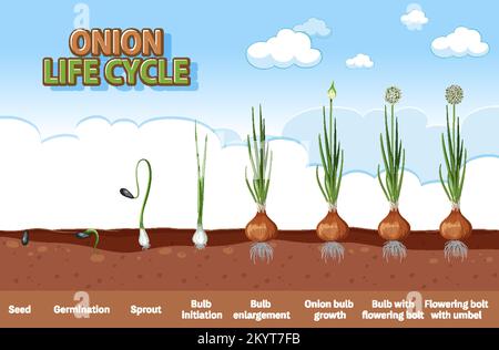 Life cycle of onion plant diagram illustration Stock Vector Image & Art ...