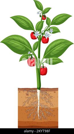 Bell pepper plant showing root illustration Stock Vector Image & Art ...