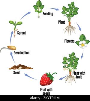 Life cycle of strawberry diagram illustration Stock Vector Image & Art ...