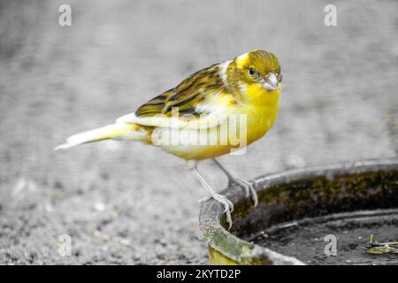 Little yellow canary. Serinus canaria forma domestica Stock Photo - Alamy