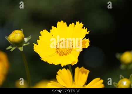 Yellow flowers of the lance-leaved coreopsis. Perennials. Coreopsis ...