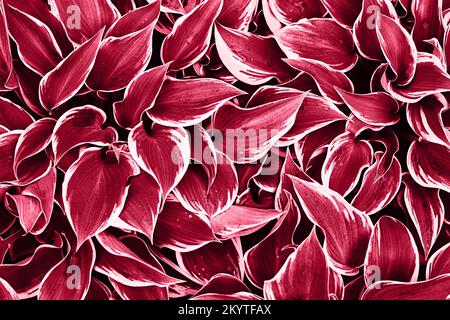 Viva Magenta beautiful view of plant in monochrome color. Forest Viva ...