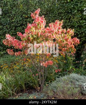 Cornus florida rainbow in a Devon garden, England UK Stock Photo - Alamy