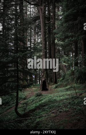 Tall Pine trees in the Himalayas Stock Photo - Alamy