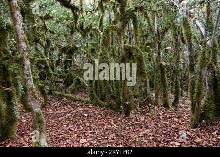 Green Bearded Lichen, Usnea sp, Affecting Common Box Trees or Boxwood ...