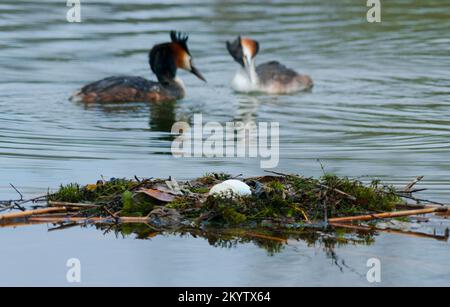 Grebe or Great Grebe (lat. Podiceps cristatus) on the nest. Europe ...