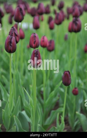 Dark red fringed tulips (Tulipa) Vincent van Gogh bloom in a garden in ...