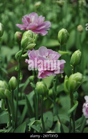 Peony Violet tulips in the field. Spring blurred background, postcard ...