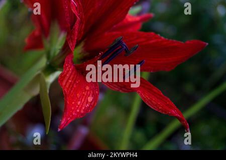 Huge bright red lily flower Amaryllis in the garden with water drops on ...