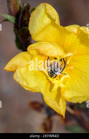 Monkey beetle, scarab beetles, Hopliini, Scarabaeidae, Clania ...