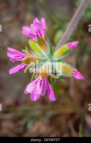 (Pelargonium quercifolium) oakleaf geranium Wild flowers during spring ...