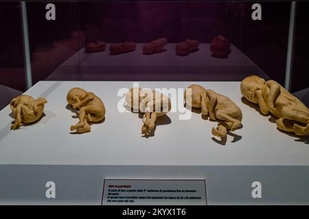 Bari, Italy. 02nd Dec, 2022. A human body posing at the Real Bodies ...