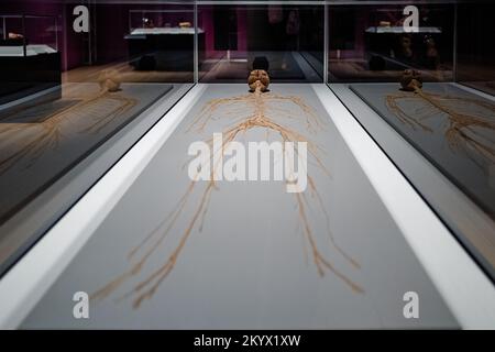 Bari, Italy. 02nd Dec, 2022. A human body posing at the Real Bodies ...