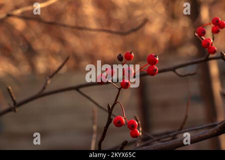 Bright red Hawthorn berries in the autumn sunshine Stock Photo - Alamy