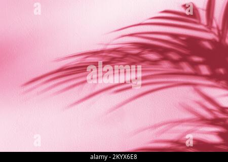Palm leaves shadow on the white wall. Abstract blurred background ...