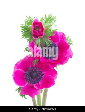 Magenta pink Poppy Anemones - Anemone coronaria aka Spanish marigold ...