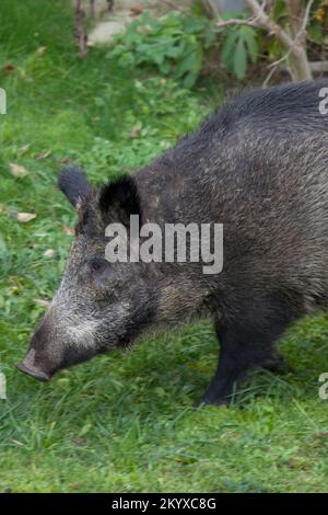 Wild Boar, in Pruszcz Gdanski, Poland - Dzik euroazjatycki w Pruszcz ...