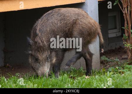 Wild Boar, in Pruszcz Gdanski, Poland - Dzik euroazjatycki w Pruszcz ...