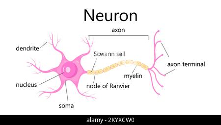Neuron Concept Vector. Dendrite, Axon, Soma Of Neuron. Multiple