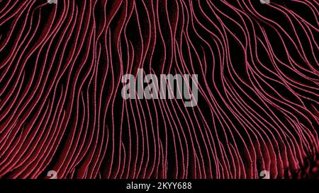 abstract background color viva Magenta. color trend 2023. Vivid ...