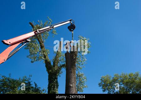 Arborist standing at the top of a cottonwood tree attaching crane ...