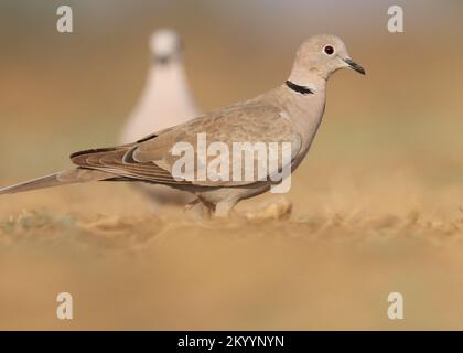 Ring necked dove foraging on the ground. Half collared dove. Cape ...