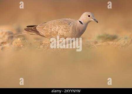 Ring necked dove foraging on the ground. Half collared dove. Cape ...