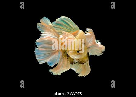 Betta fish half moon dumbo ear Stock Photo - Alamy