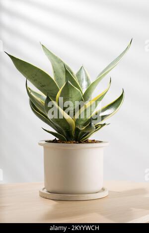Decorative sansevieria plant on wooden table in living room ...