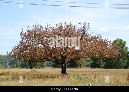 Golden Elm Tree in Gippsland, Victoria, Australia Stock Photo - Alamy