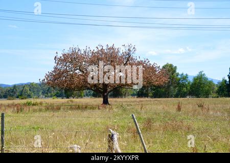 Golden Elm Tree in Gippsland, Victoria, Australia Stock Photo - Alamy
