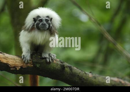 Liszt's (Callitrichidae) monkey, pinché monkey, monkey, tamarin ...